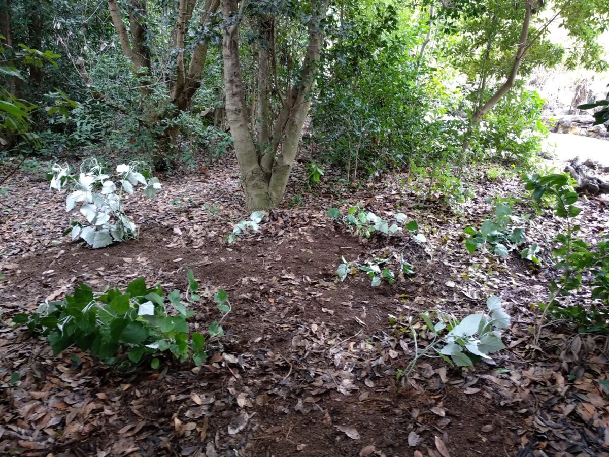 Flora of the Macaronesia – Mediterranean Plants and Gardens