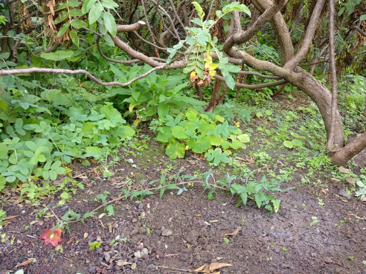Flora of the Macaronesia – Mediterranean Plants and Gardens