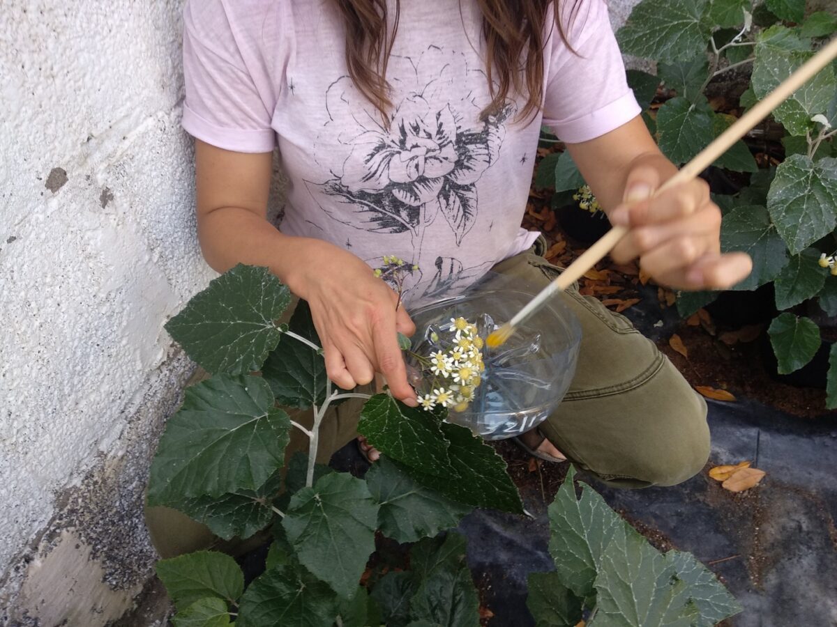 Flora of the Macaronesia – Mediterranean Plants and Gardens
