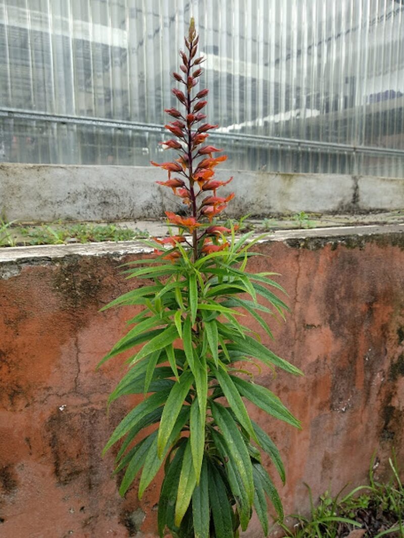 Flora of the Macaronesia – Mediterranean Plants and Gardens