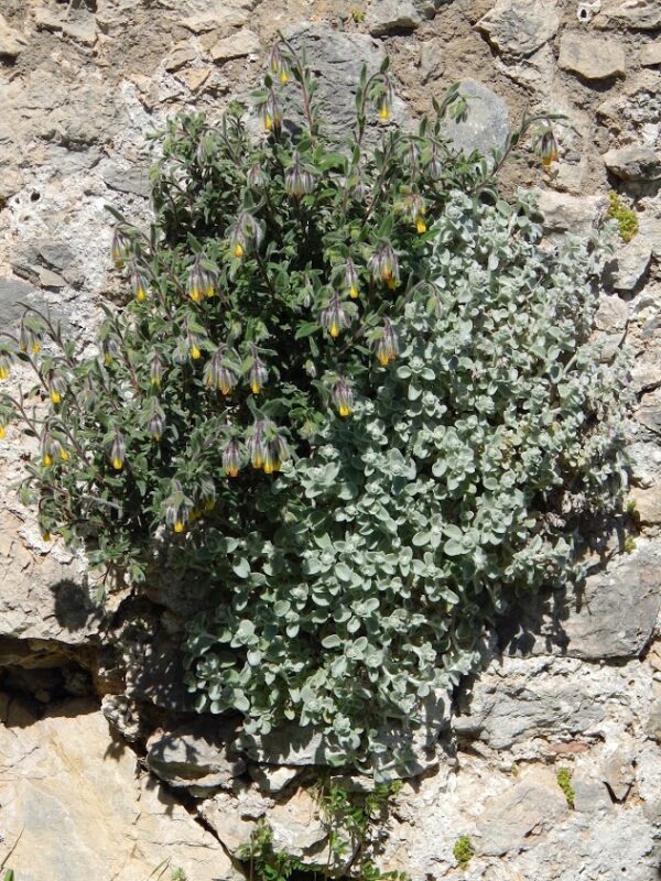 Spring flowers in the Peloponnese – Mediterranean Plants and Gardens