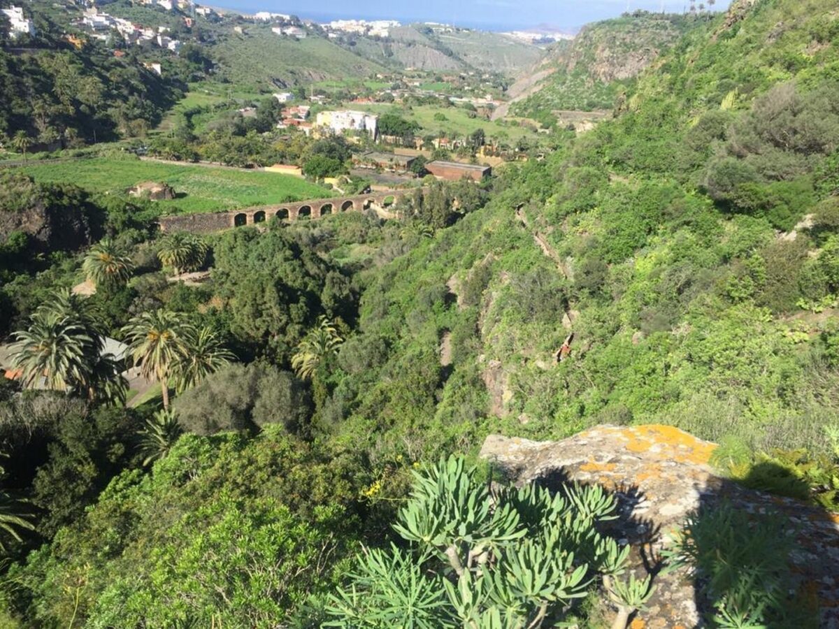 Flora of the Macaronesia – Mediterranean Plants and Gardens