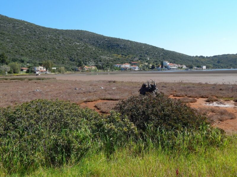Spring flowers in the Peloponnese – Mediterranean Plants and Gardens
