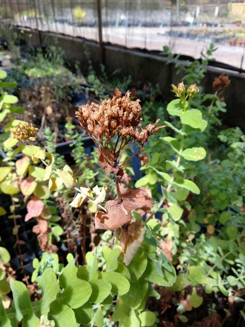 Flora of the Macaronesia – Mediterranean Plants and Gardens