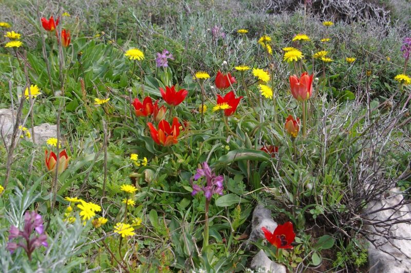 Plant-hunting and the Holy sites of Israel – Mediterranean Plants and ...