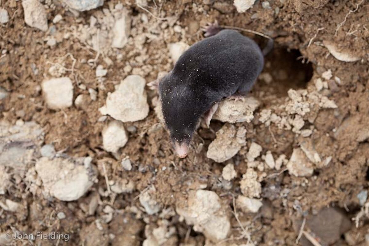 Montenegro May 2012 – Mediterranean Plants and Gardens