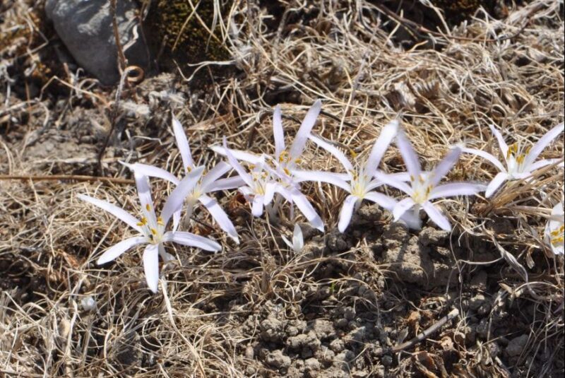 Plant Hunting in Crete – Mediterranean Plants and Gardens