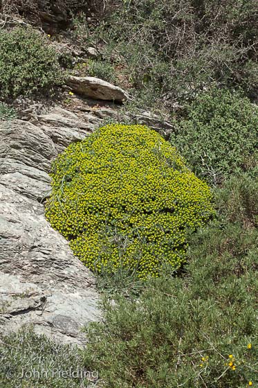 Southern Crete April 2014 – Mediterranean Plants and Gardens