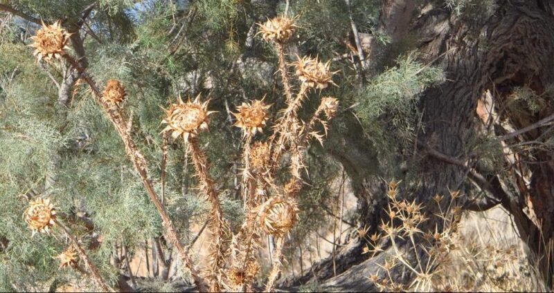 Plant Hunting in Crete – Mediterranean Plants and Gardens