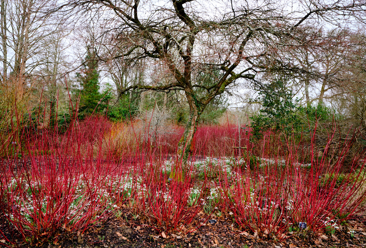 Higher Cherubeer and RHS Rosemoor – Mediterranean Plants and Gardens