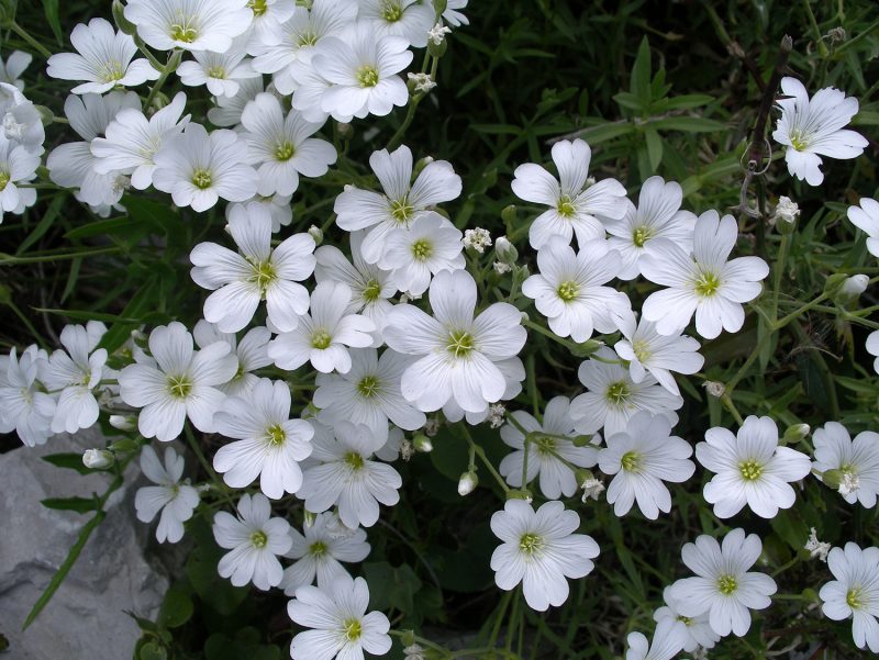 Plants of Gibraltar Zoom Talk – Mediterranean Plants and Gardens