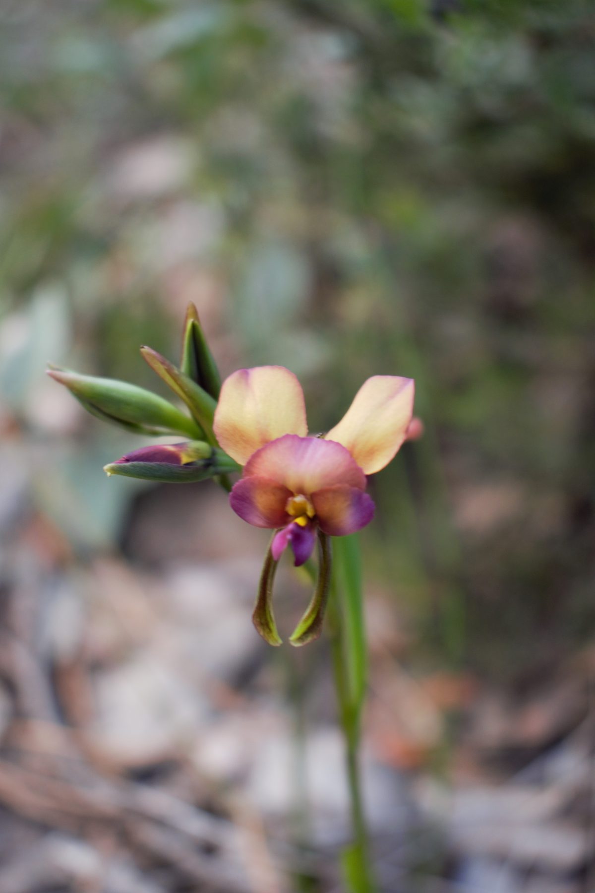 Western Australia Kings Park and Bushland – Mediterranean Plants and ...