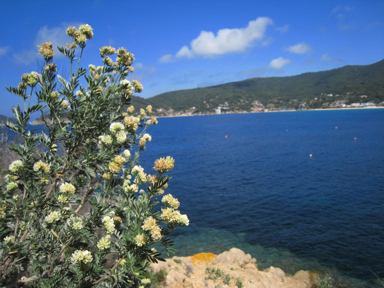 Upcoming Events – Mediterranean Plants and Gardens